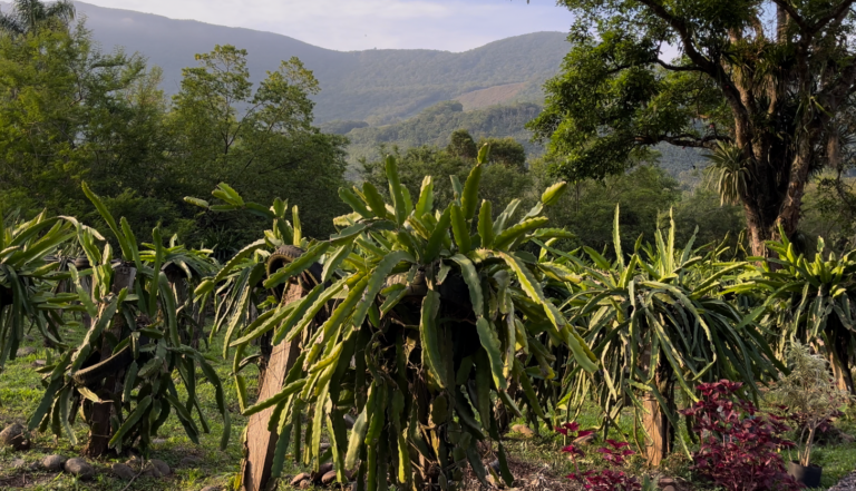 Conheça o Pitayas Eco o Jalapão Gaúcho - Tudo sobre Torres - RS
